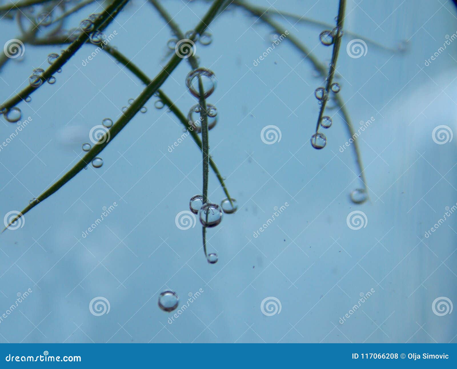 Bubbles on the plant stock photo. Image of macro, water - 117066208