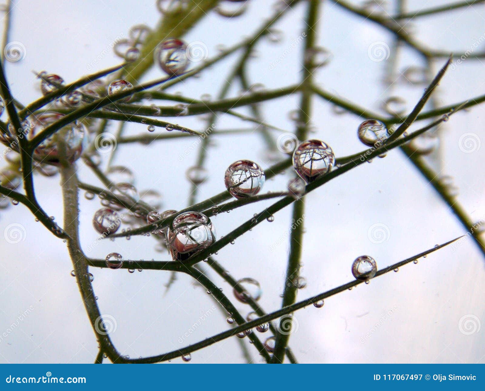 Bubbles on the plant stock image. Image of lots, nature - 117067497