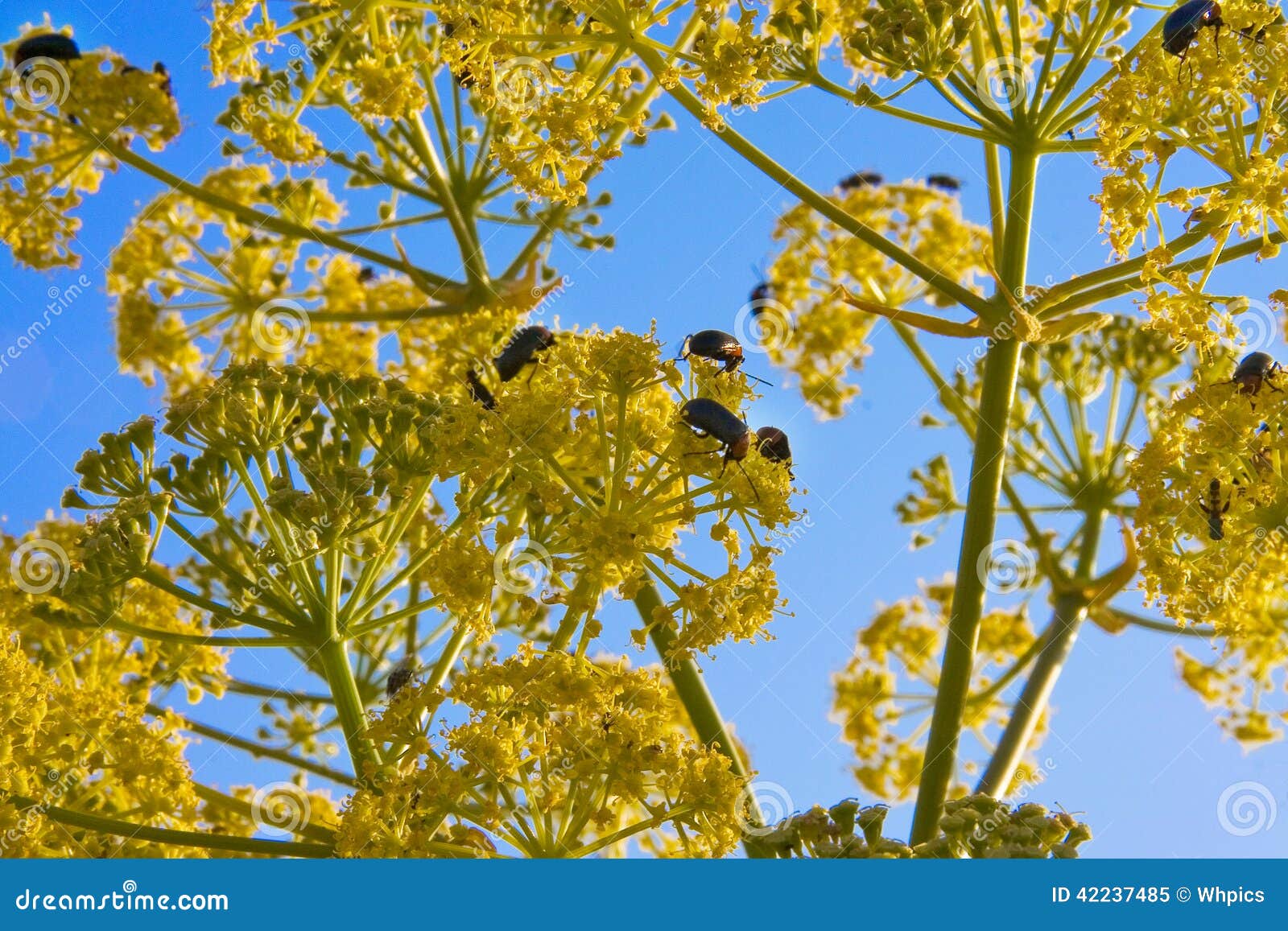 Lots of Bugs in a Yellow Flower Stock Image - Image of macro, closeup ...