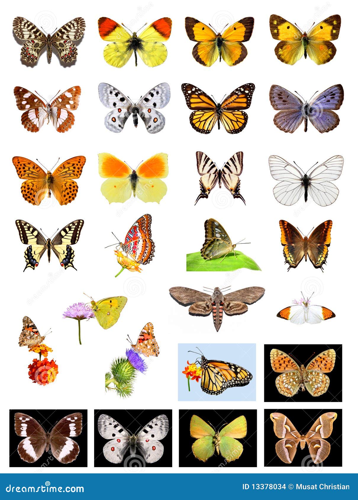 Aile Stock Illustrations – 6 Aile Stock Illustrations, Vectors ...