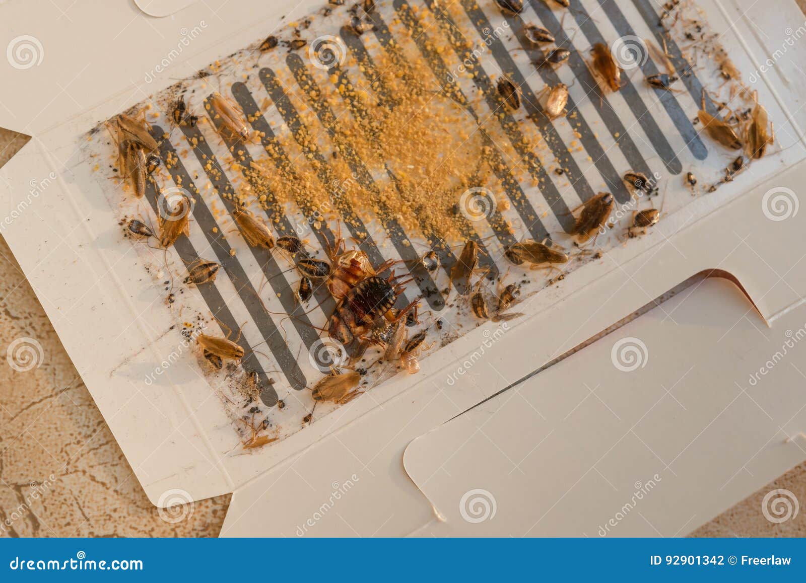 Lots of Cockroaches Have Been Caught by the Sticker or Catcher Stock ...
