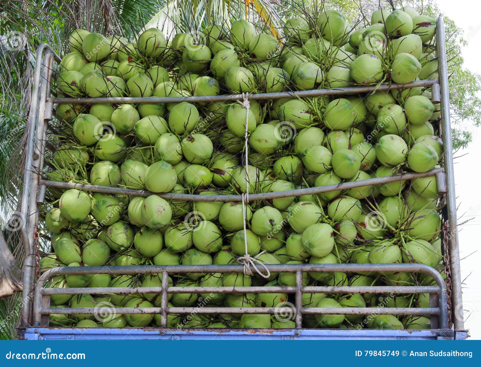 Lots of Coconut in the Truck Stock Image - Image of exotic, farm: 79845749
