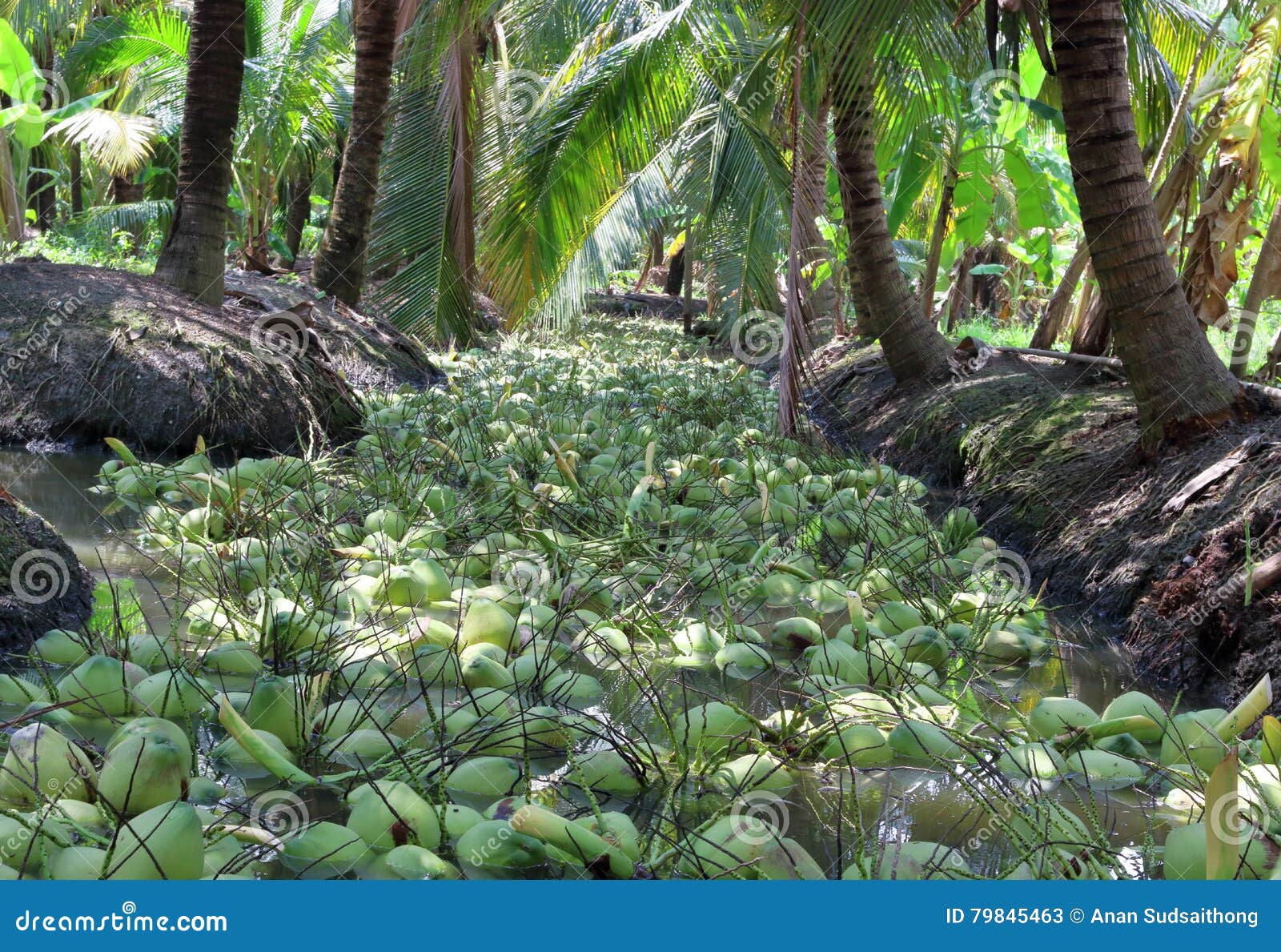 Lots of Coconuts in Coconut Plantation. Stock Image - Image of food ...