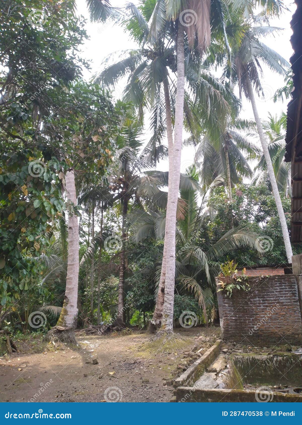 Very tall coconut tree stock photo. Image of forest - 287470538