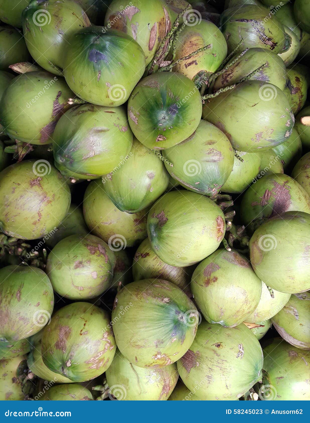 Lots of Coconuts stock image. Image of climate, green - 58245023