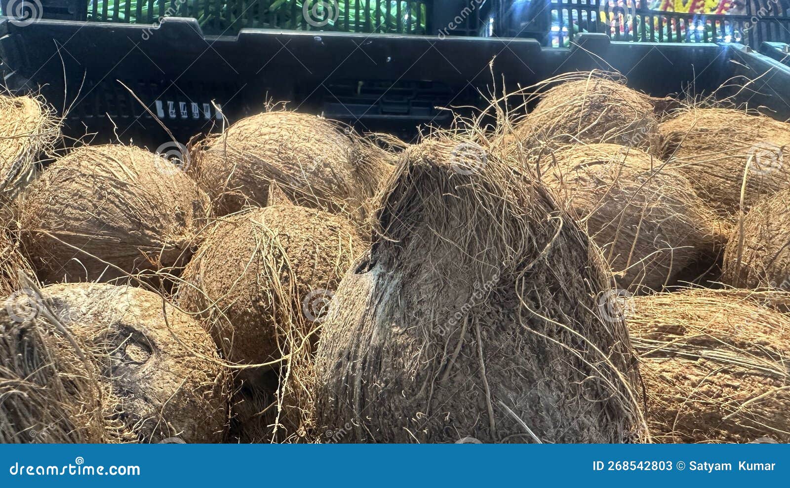 Lots of Coconuts Together Outdoor Image Stock Image - Image of nature ...