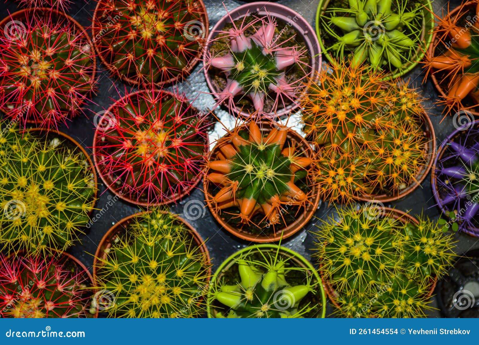 Lots of Colorful Bright Cacti. View from Above Stock Photo - Image of ...
