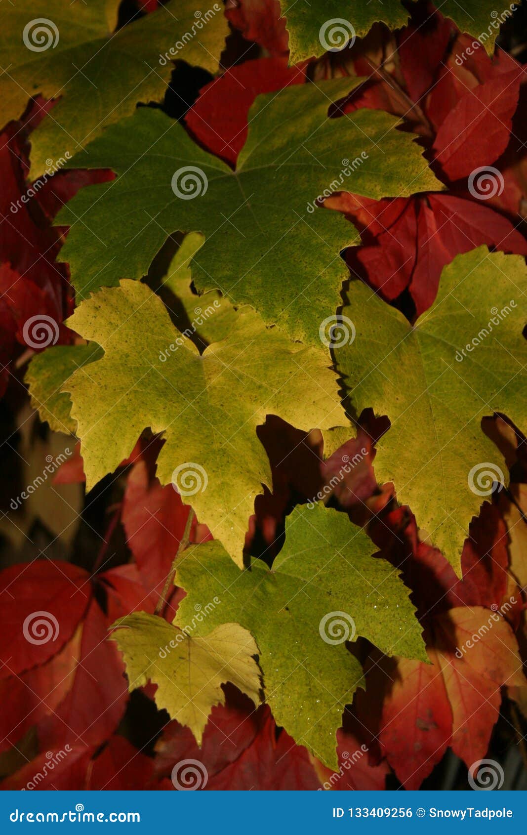 Grape Leaves in Fall stock photo. Image of grapeleaves - 133409256