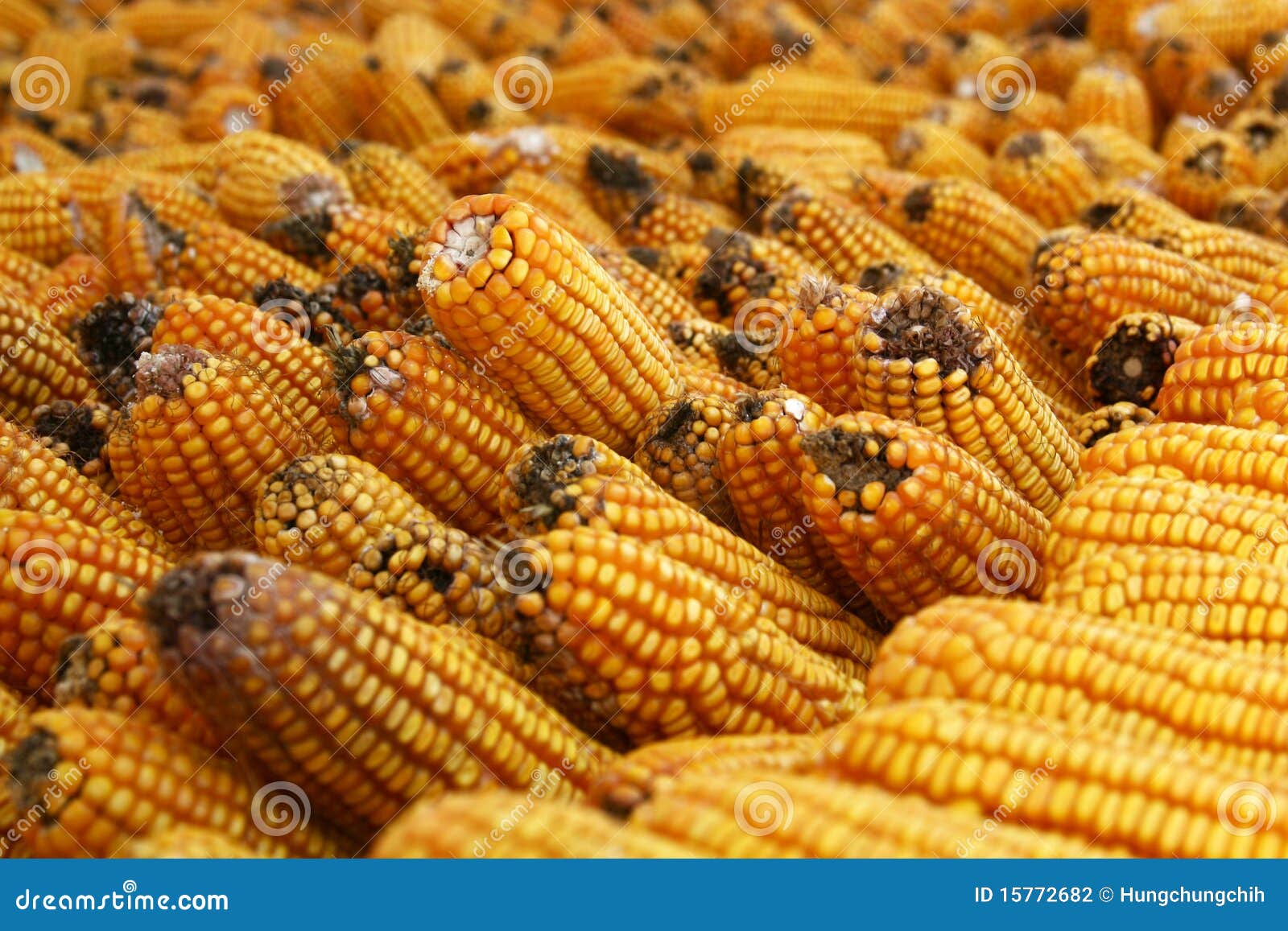 Lots of corn stock photo. Image of energy, eating, life - 15772682