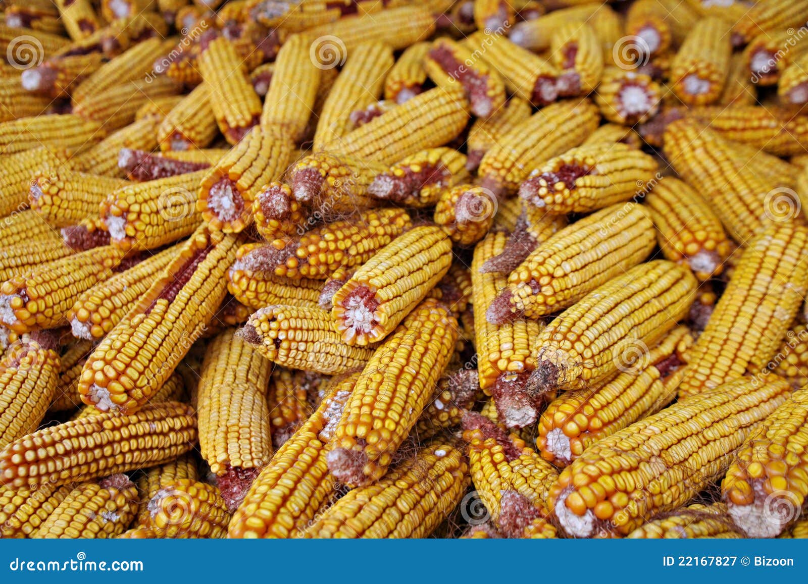 Lots of corn stock image. Image of grain, pile, food - 22167827