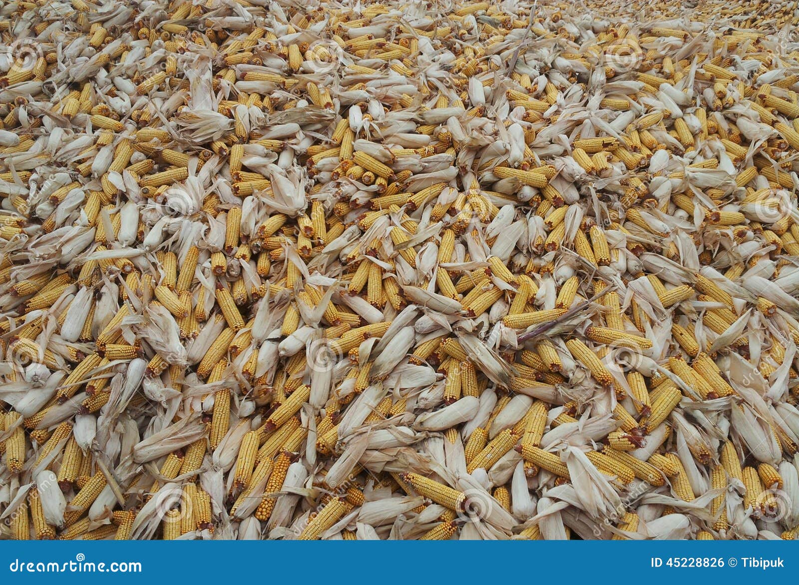 Lots of corn stock photo. Image of tons, lots, corn, unprocessed - 45228826