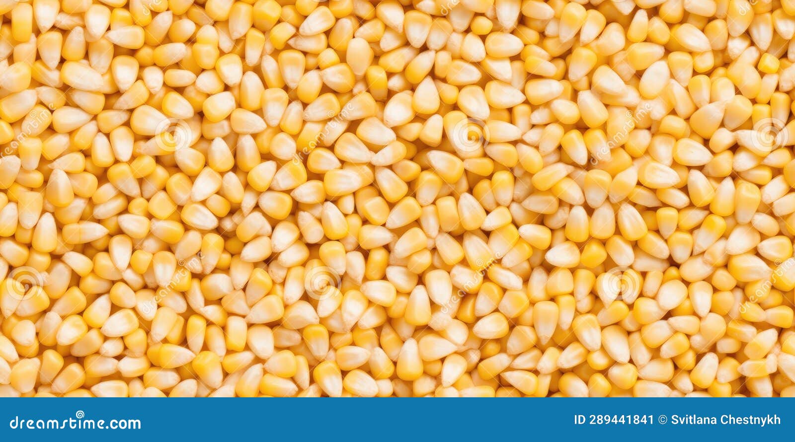 Lots of Corns or Maizes As Background Stock Image - Image of pile ...