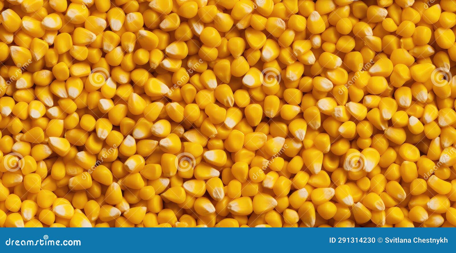 Lots of Corns or Maizes As Background Stock Photo - Image of ripe ...