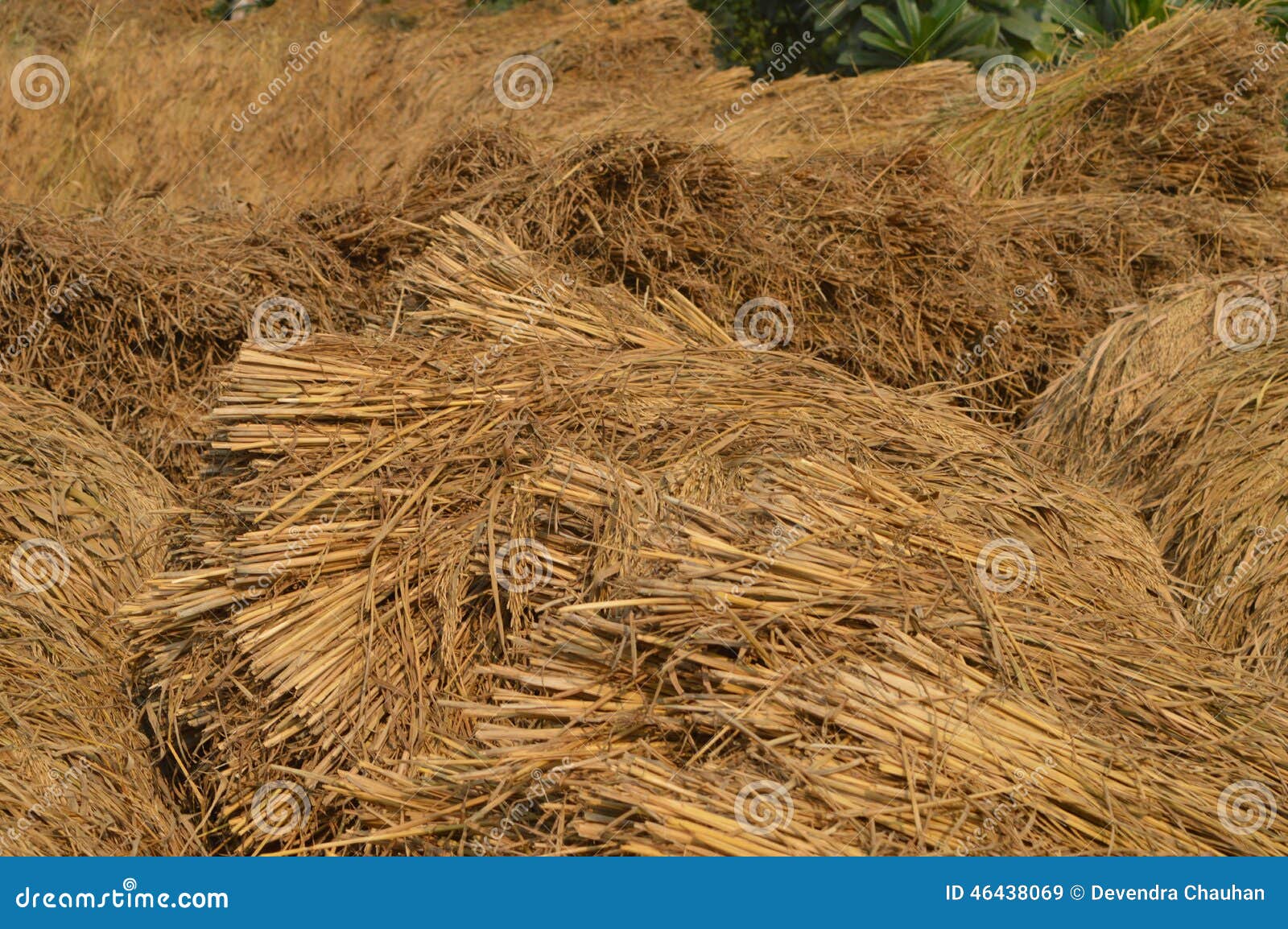 Lots of cow food stock image. Image of lots, food, feed - 46438069