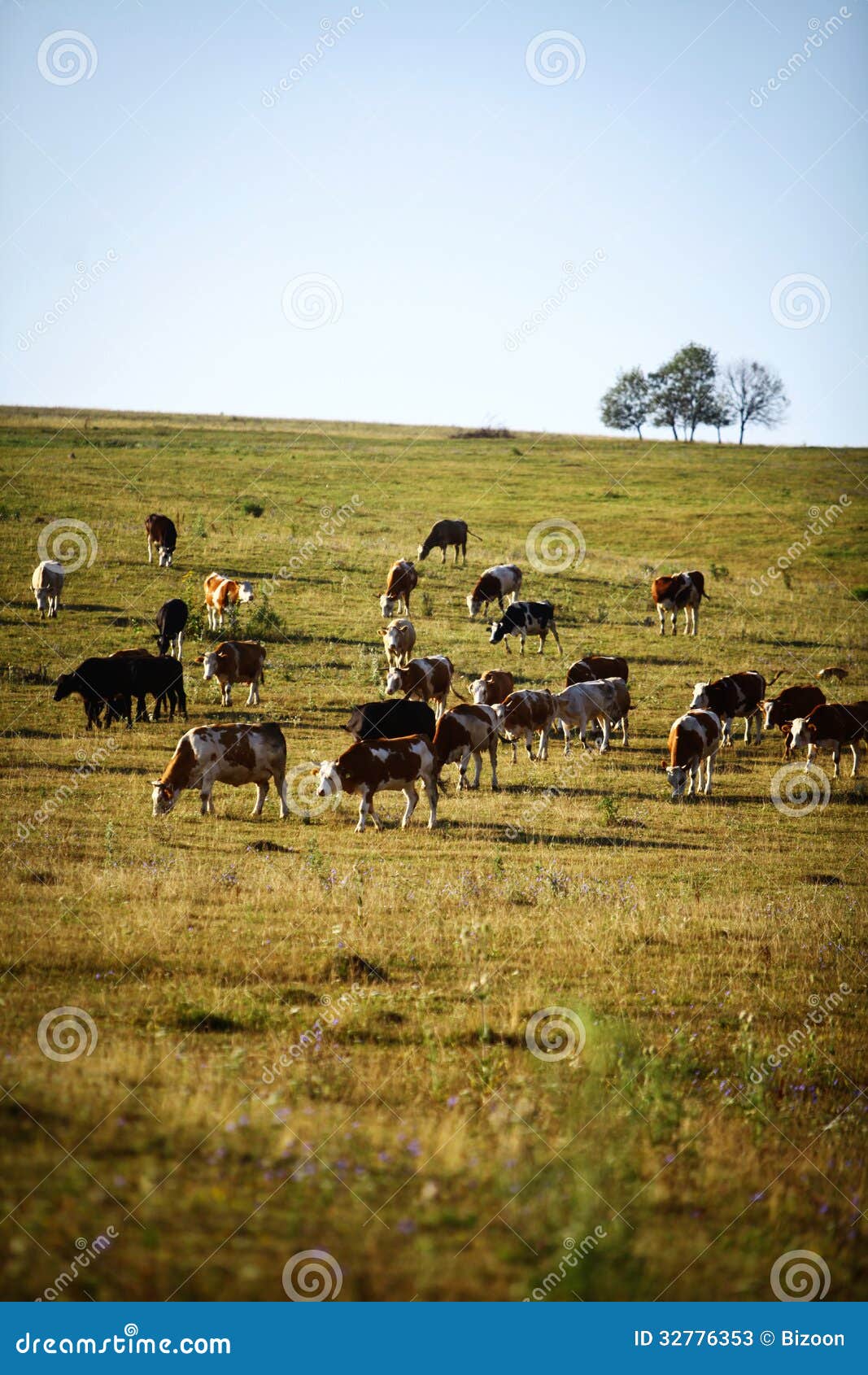 Lots of cows stock image. Image of herd, green, holstein - 32776353