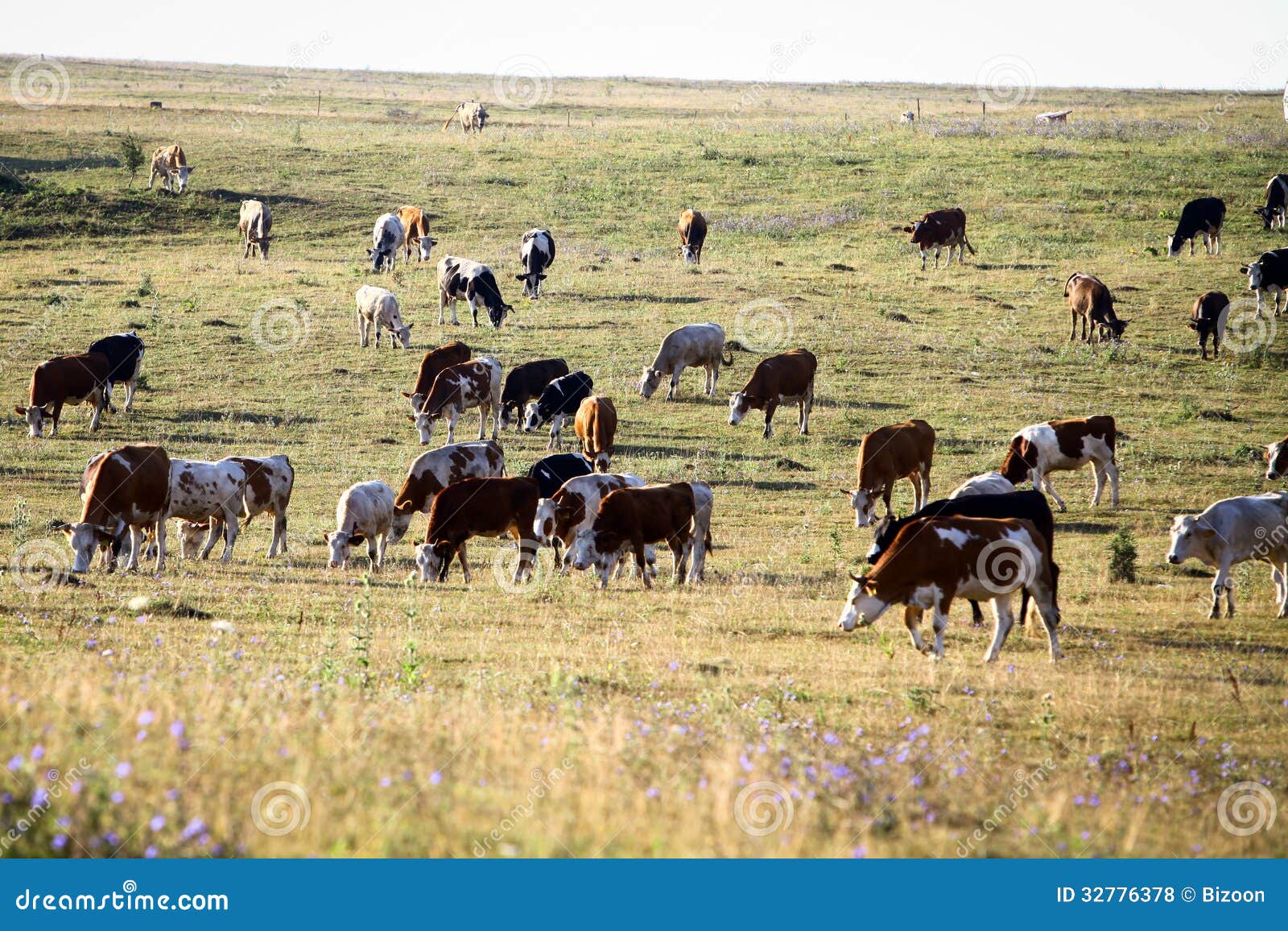Lots of cows stock photo. Image of dairy, flock, green - 32776378