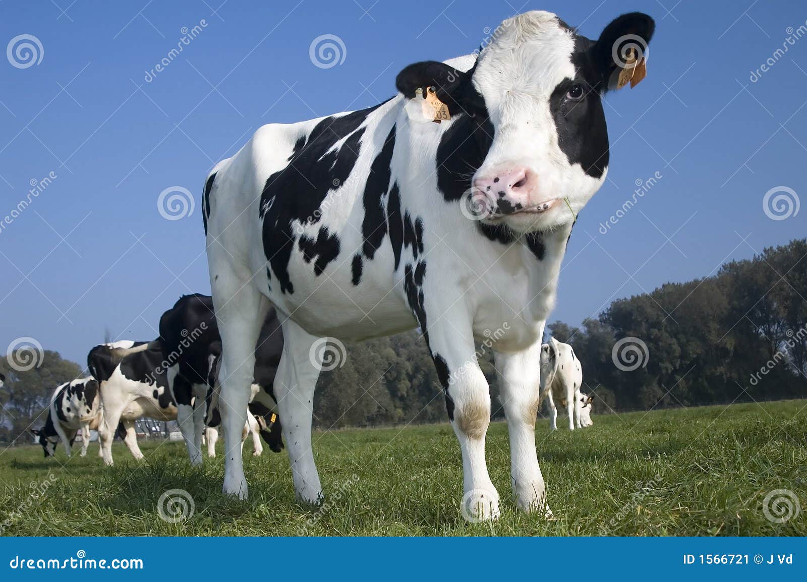 Lots of cows in the field stock image. Image of flora - 1566721