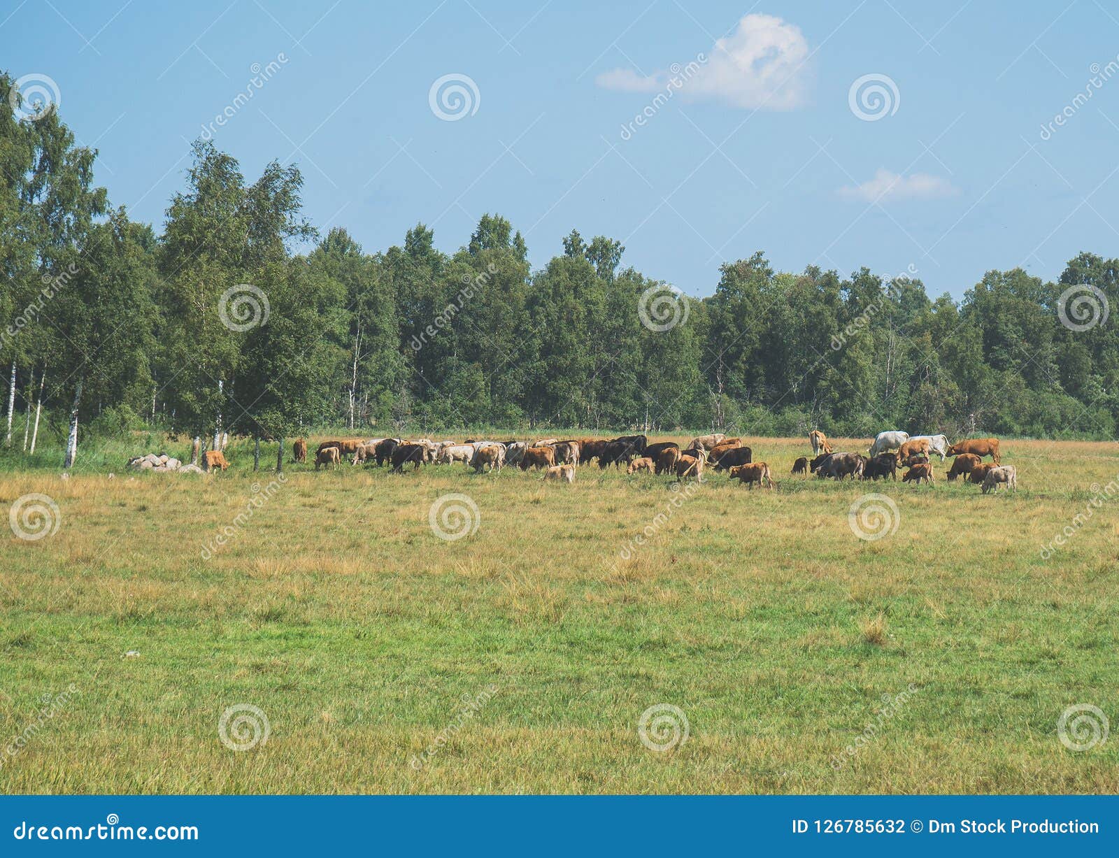Lots of cows. stock photo. Image of countryside, land - 126785632
