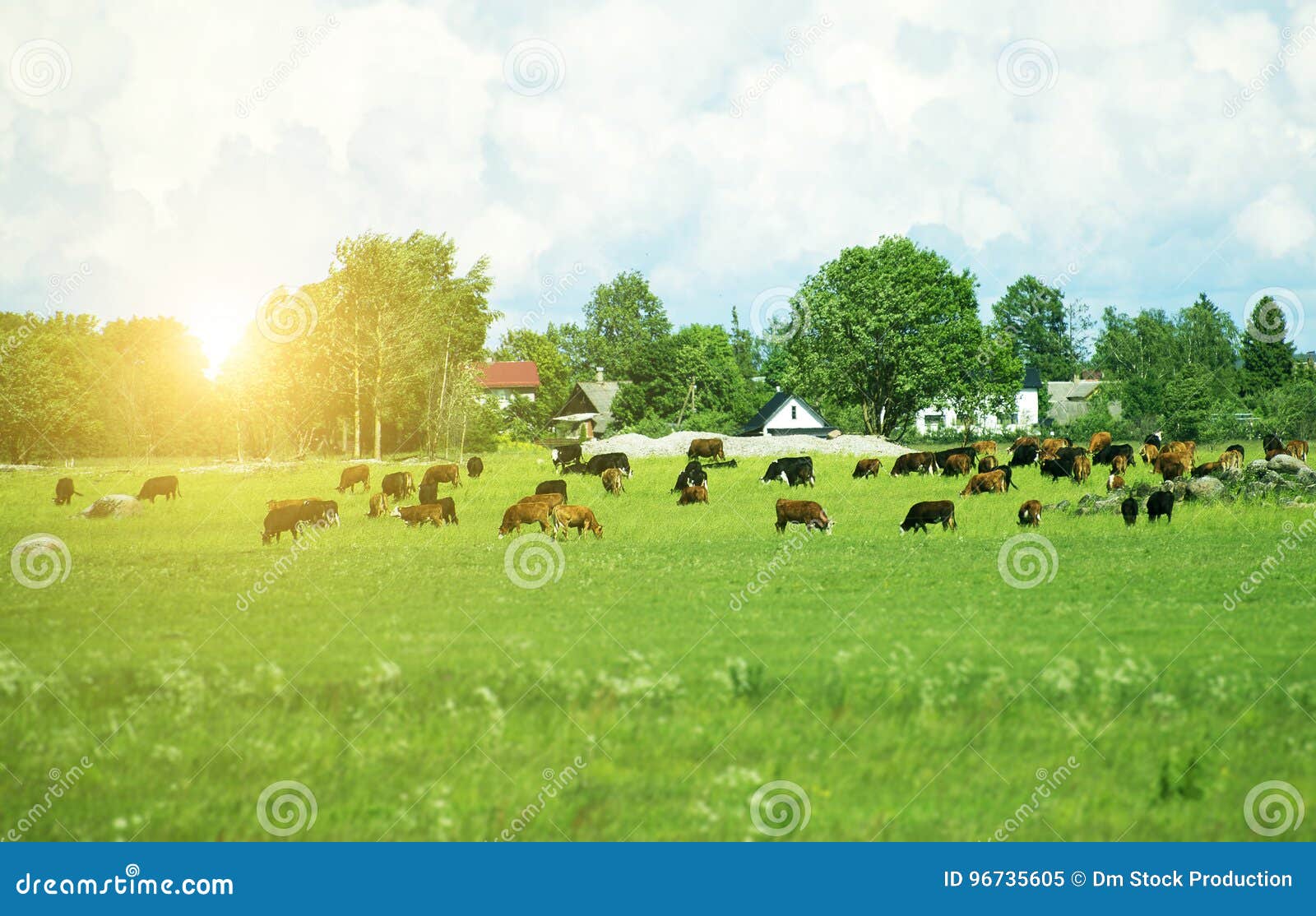 Lots of cows. stock image. Image of farmland, beef, forest - 96735605