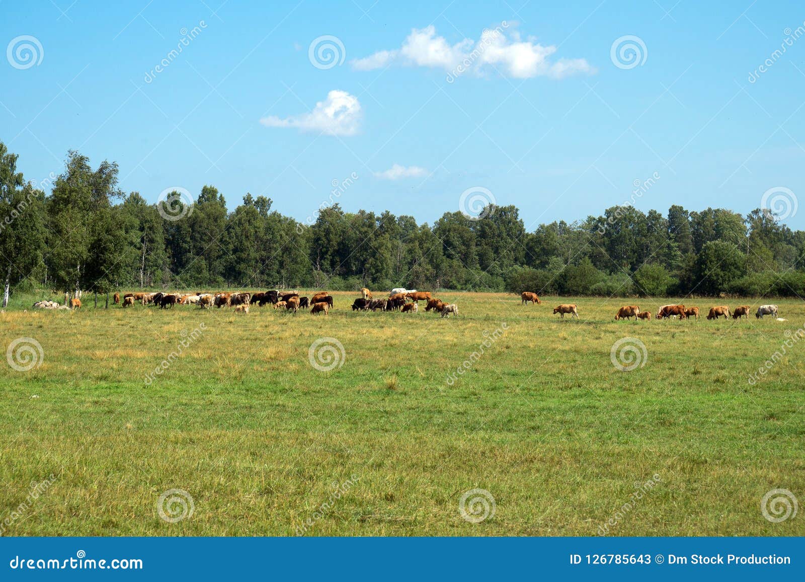 Lots of cows. stock image. Image of countryside, grazing - 126785643