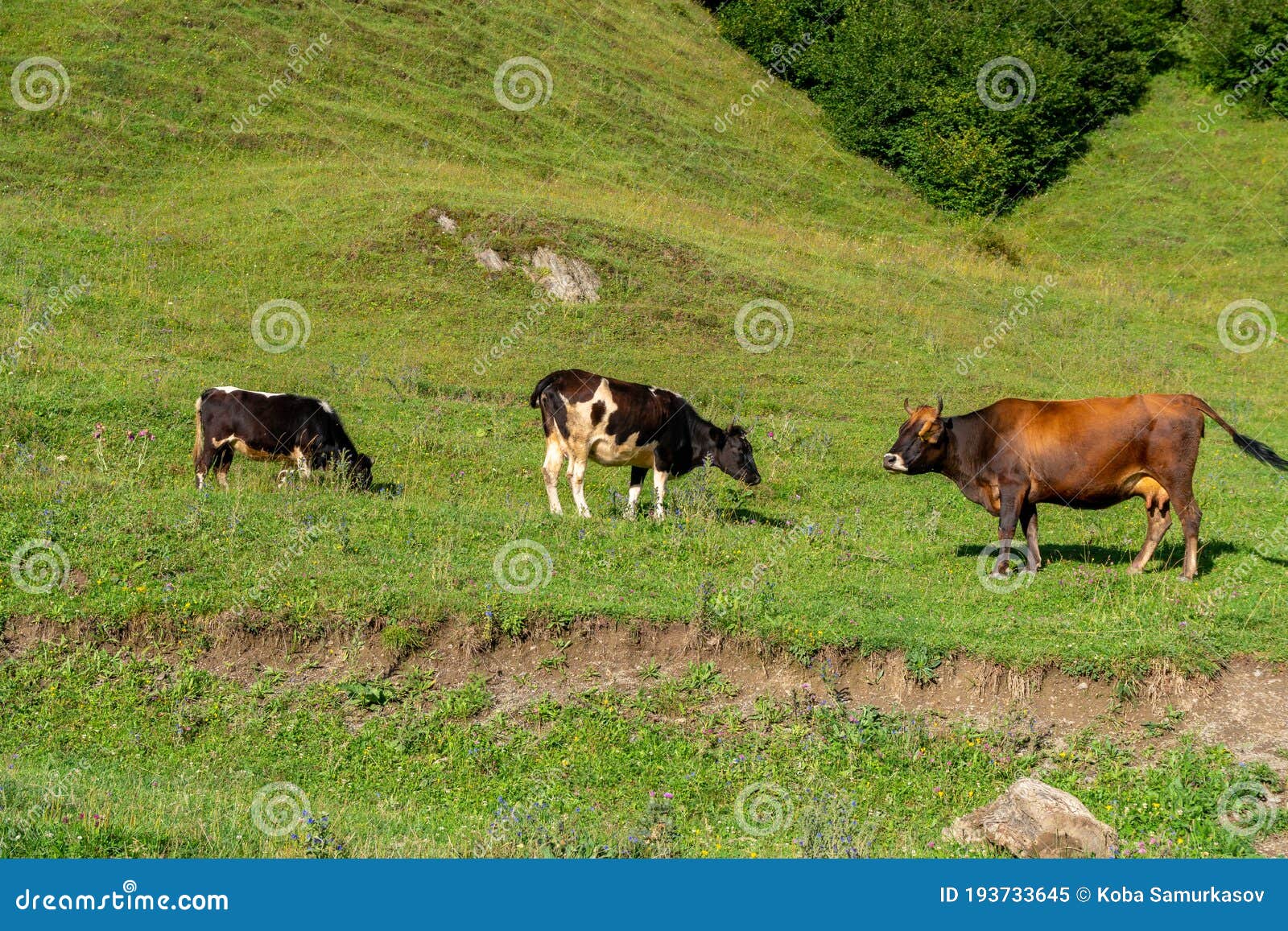 Lots of Cows in a Mountain Green Pasture Stock Image - Image of brown ...