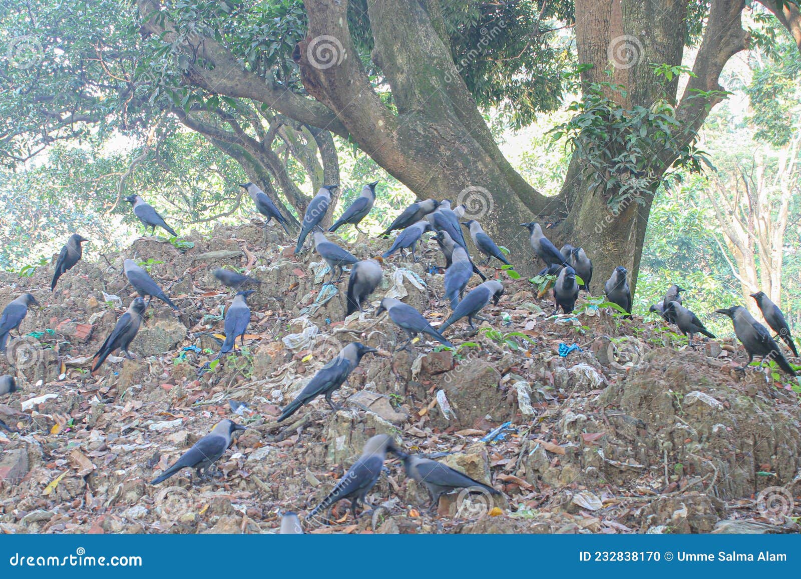 Lots of Crows All Over a High Land Stock Photo - Image of lots, land ...