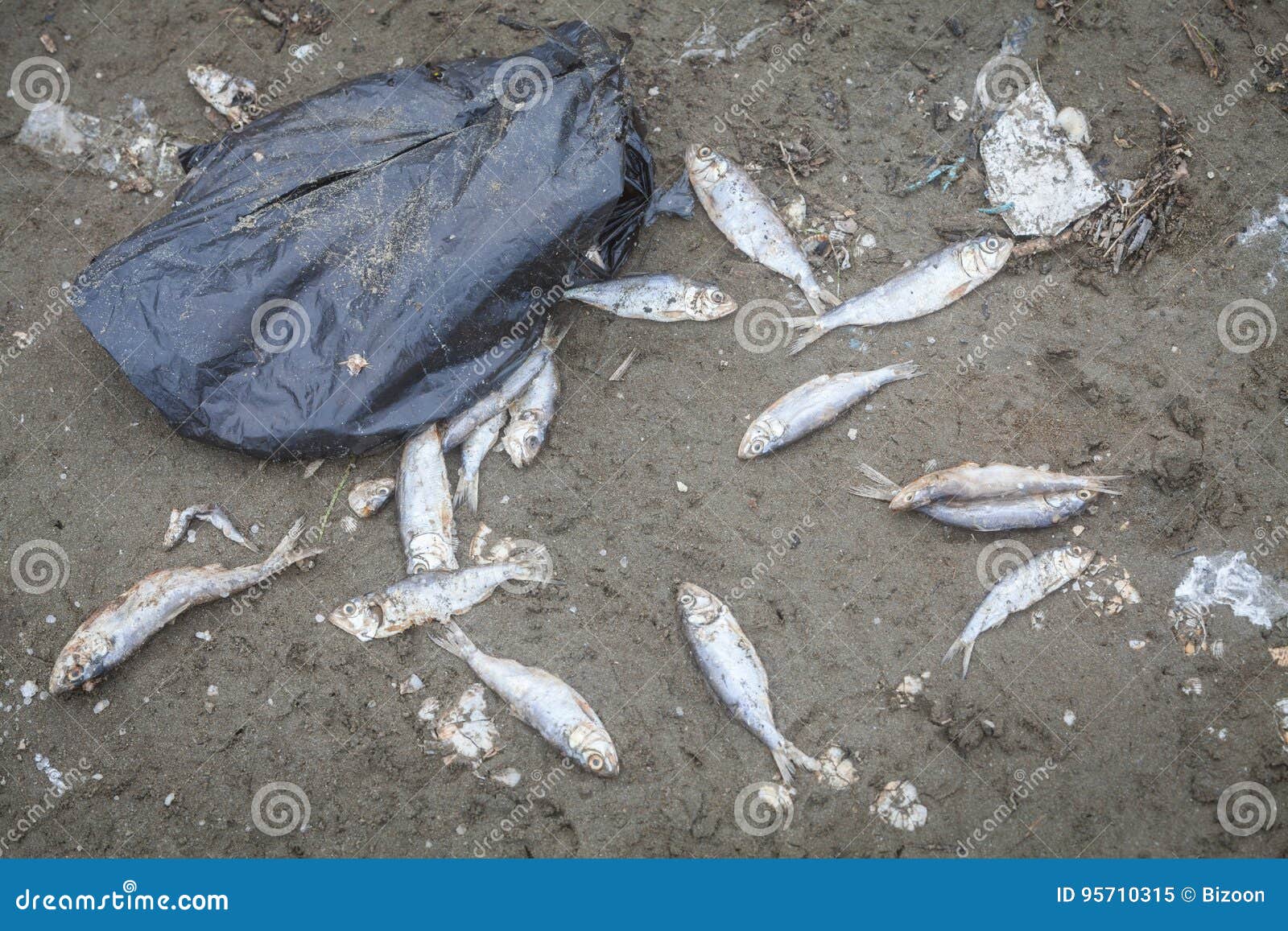Dead fish on a beach stock image. Image of nature, environment - 95710315