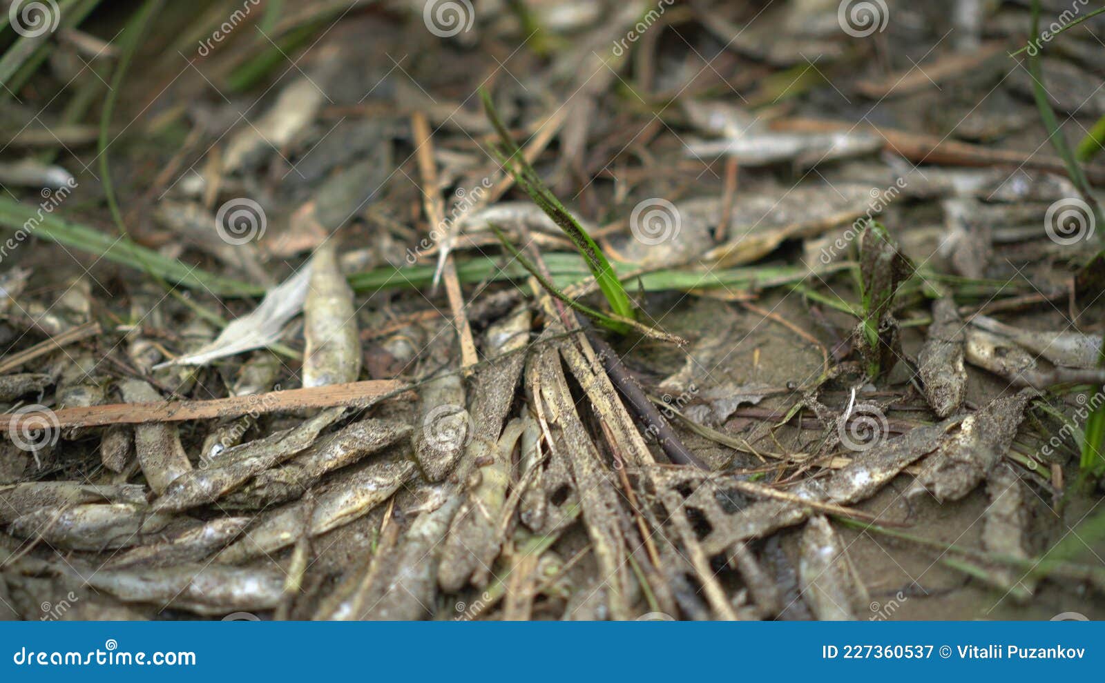 Lots of Dead Fish on the Shore. Ecological Disaster Mass Death of Fish ...