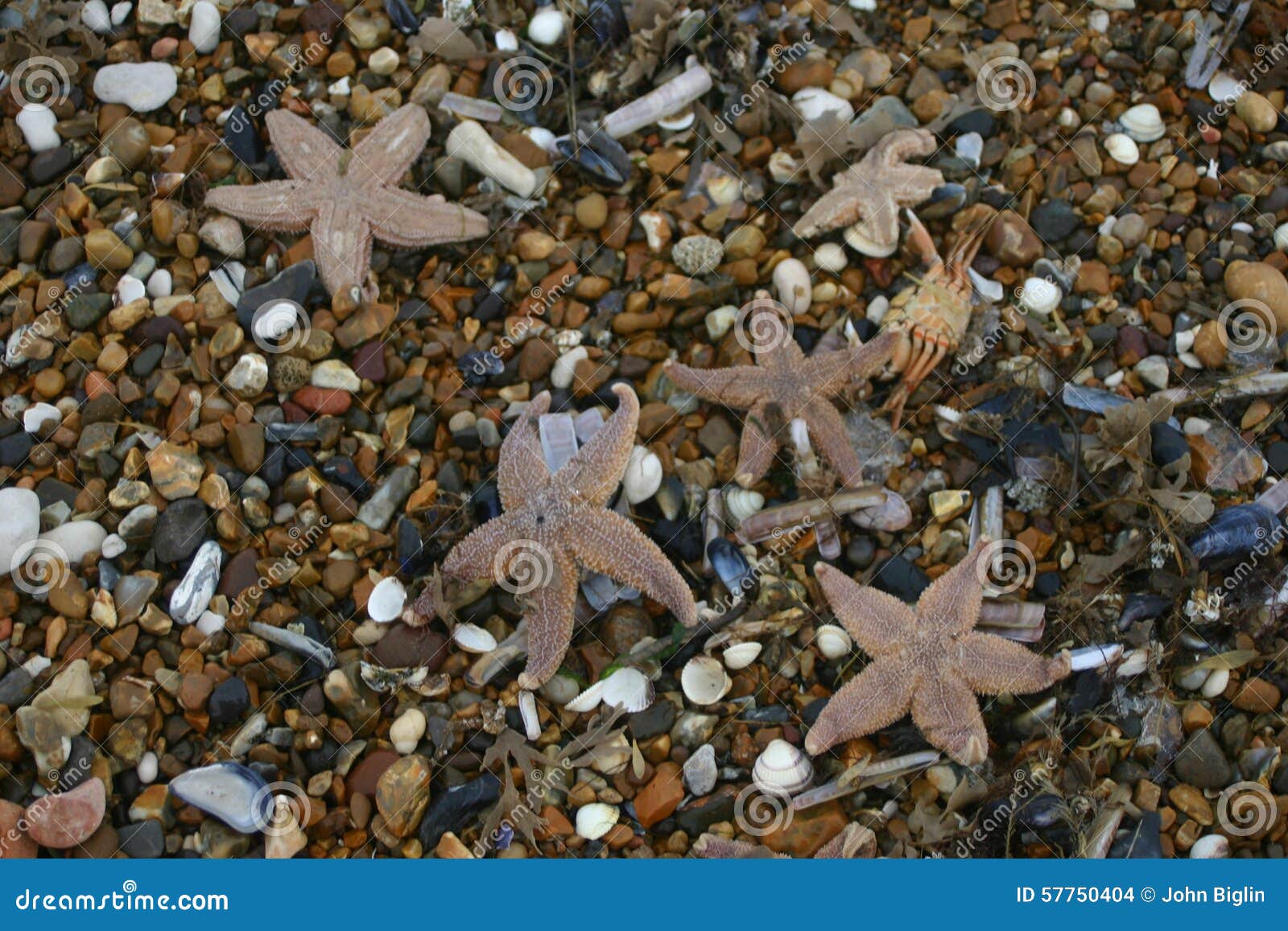 Dead Starfish after a Storm Stock Photo - Image of lots, echinoderms ...