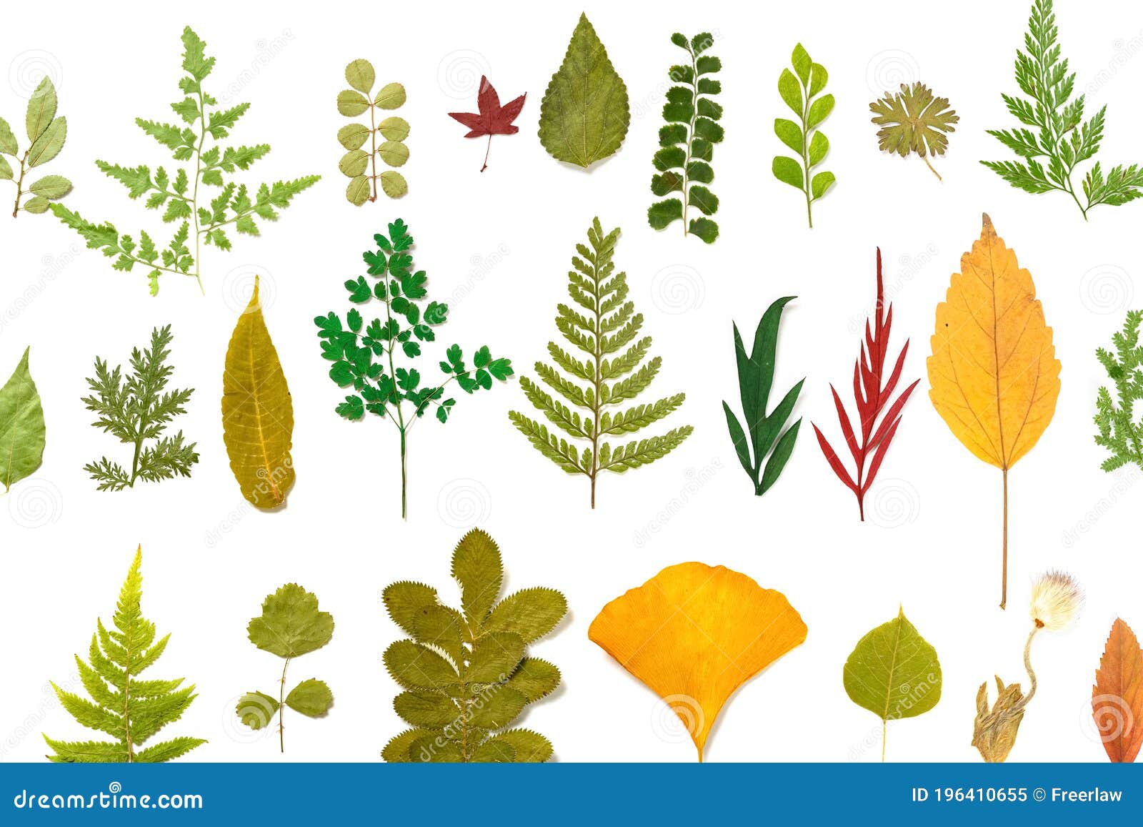 Lots of Different Dry Leaves on White Background Stock Image - Image of ...