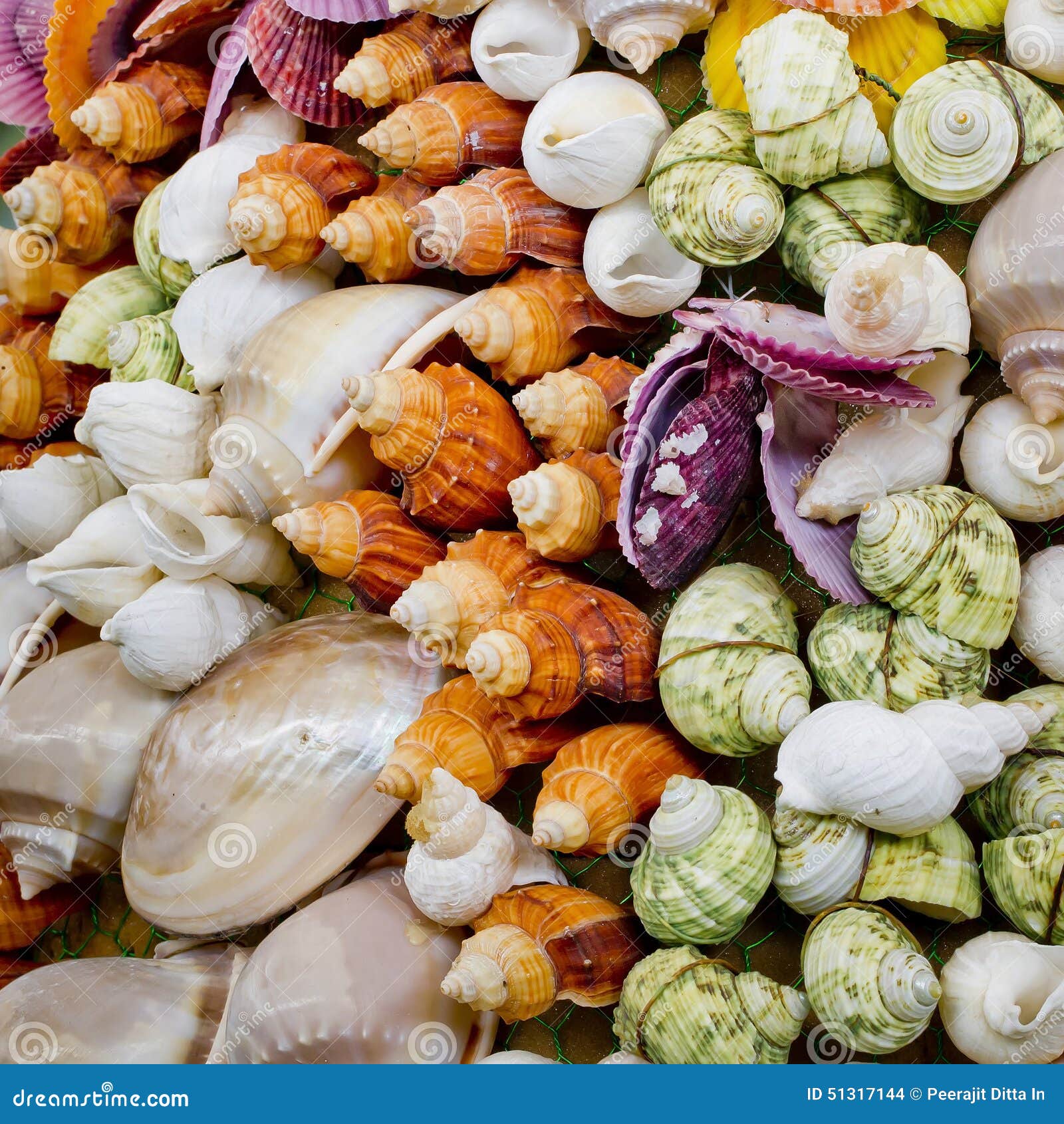 Lots of Different Seashells Stock Photo - Image of composition ...
