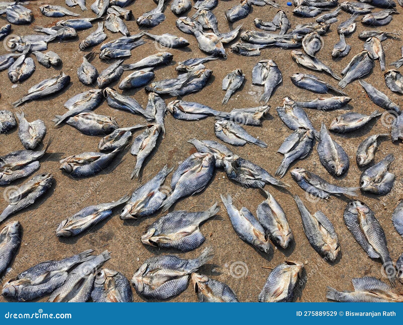 Lots of Dried Fish Laying on Ground for Drying in Sun Heat Stock Image ...