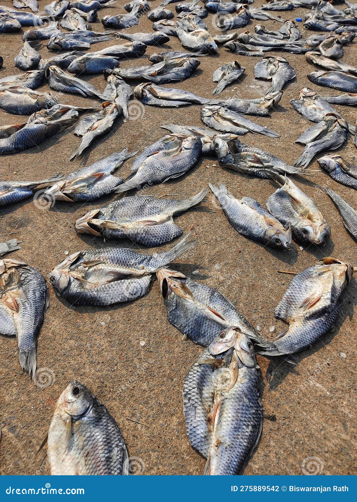 Lots of Dried Fish Laying on Ground for Drying in Sun Heat Stock Photo ...