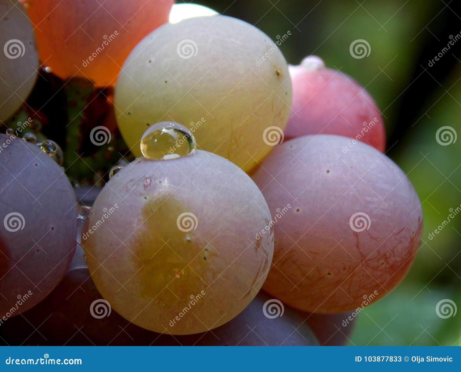 Drops of Rain on the Grapes Stock Image - Image of nature, grapes ...