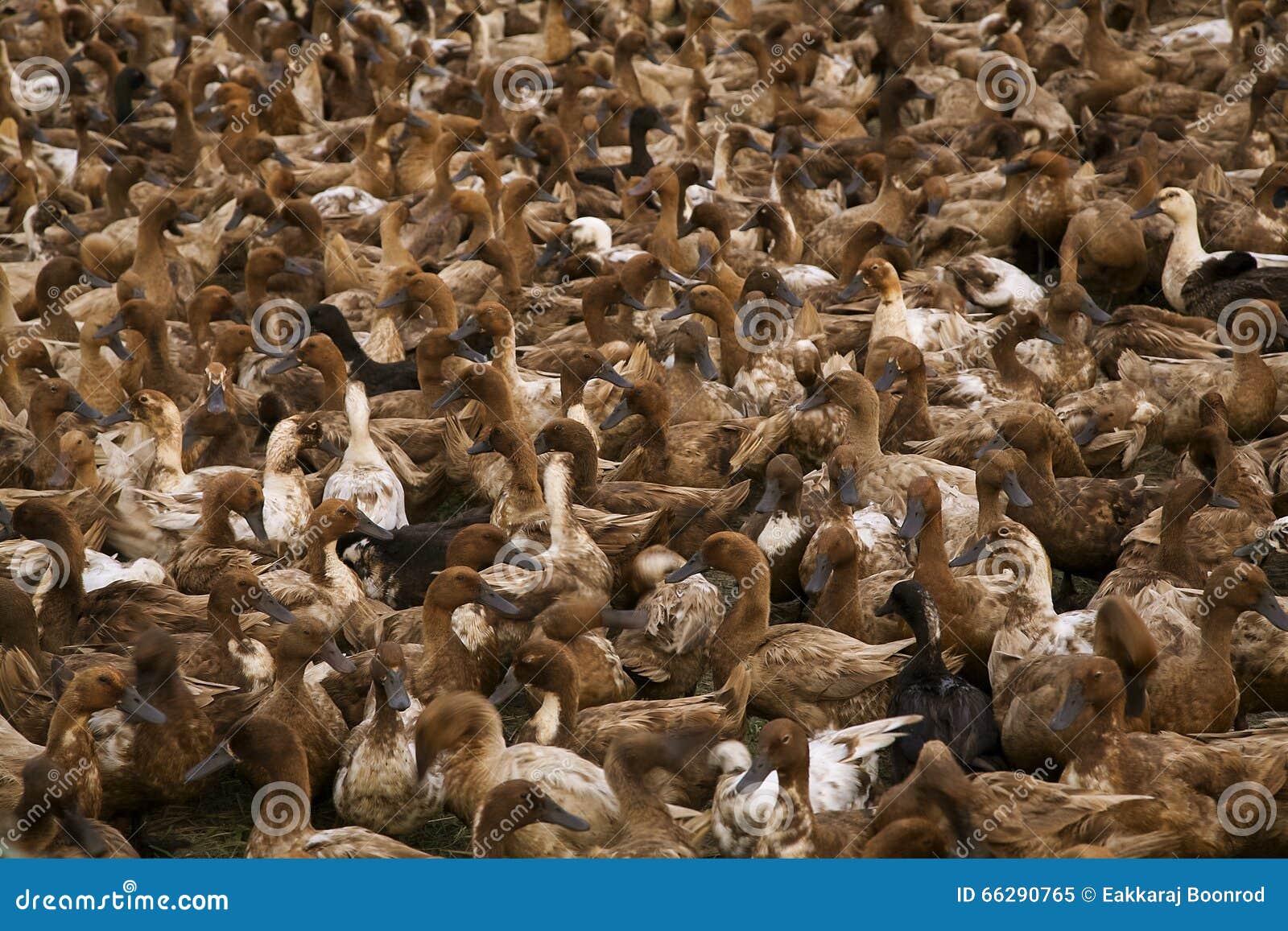 Lots of duck in local farm stock image. Image of village - 66290765