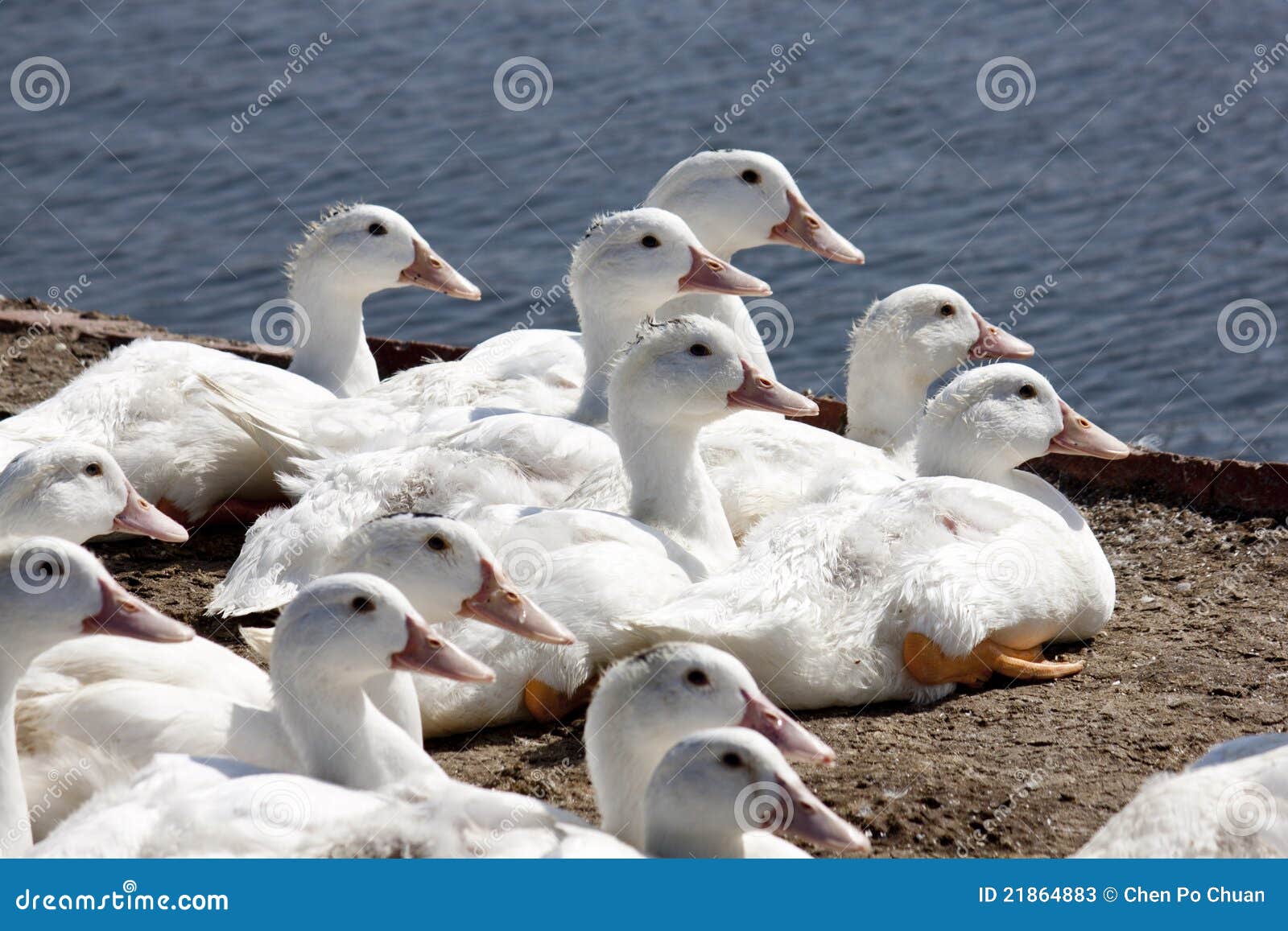 Lots of ducks stock image. Image of large, collect, mass - 21864883