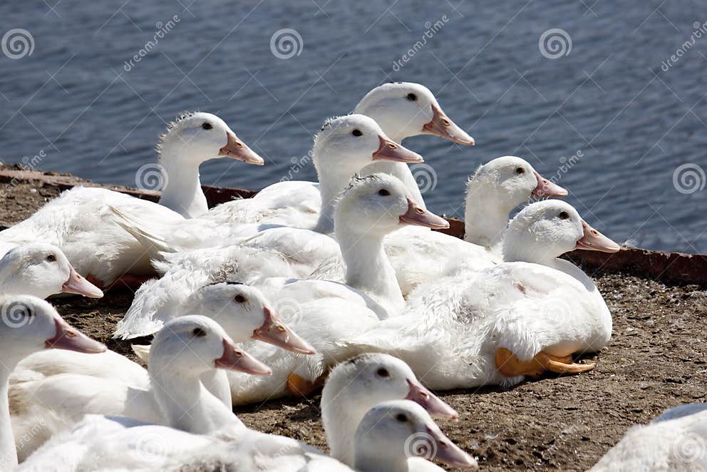 Lots of ducks stock image. Image of large, collect, mass - 21864883