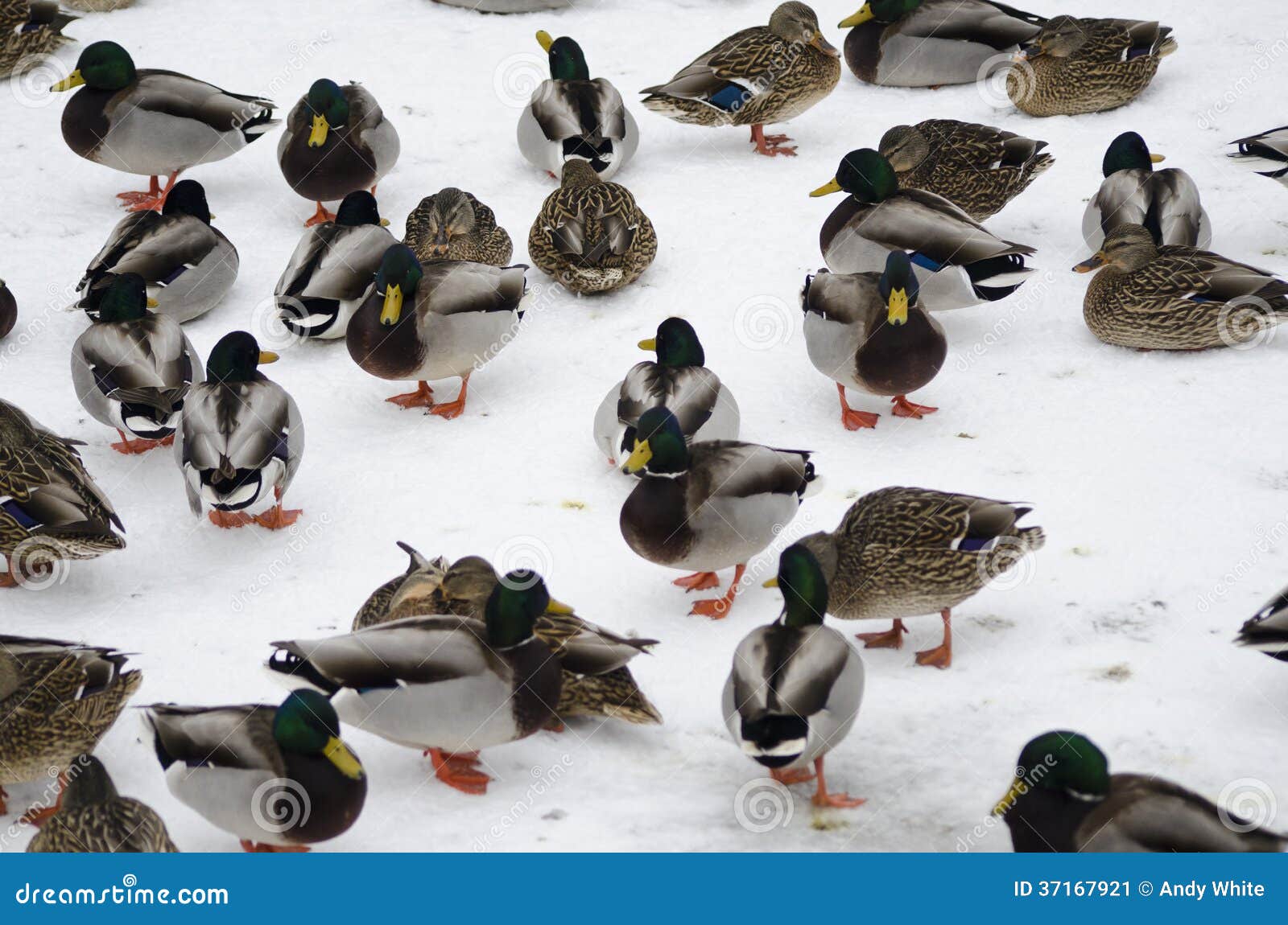 Lots of ducks stock image. Image of animal, drake, feather - 37167921