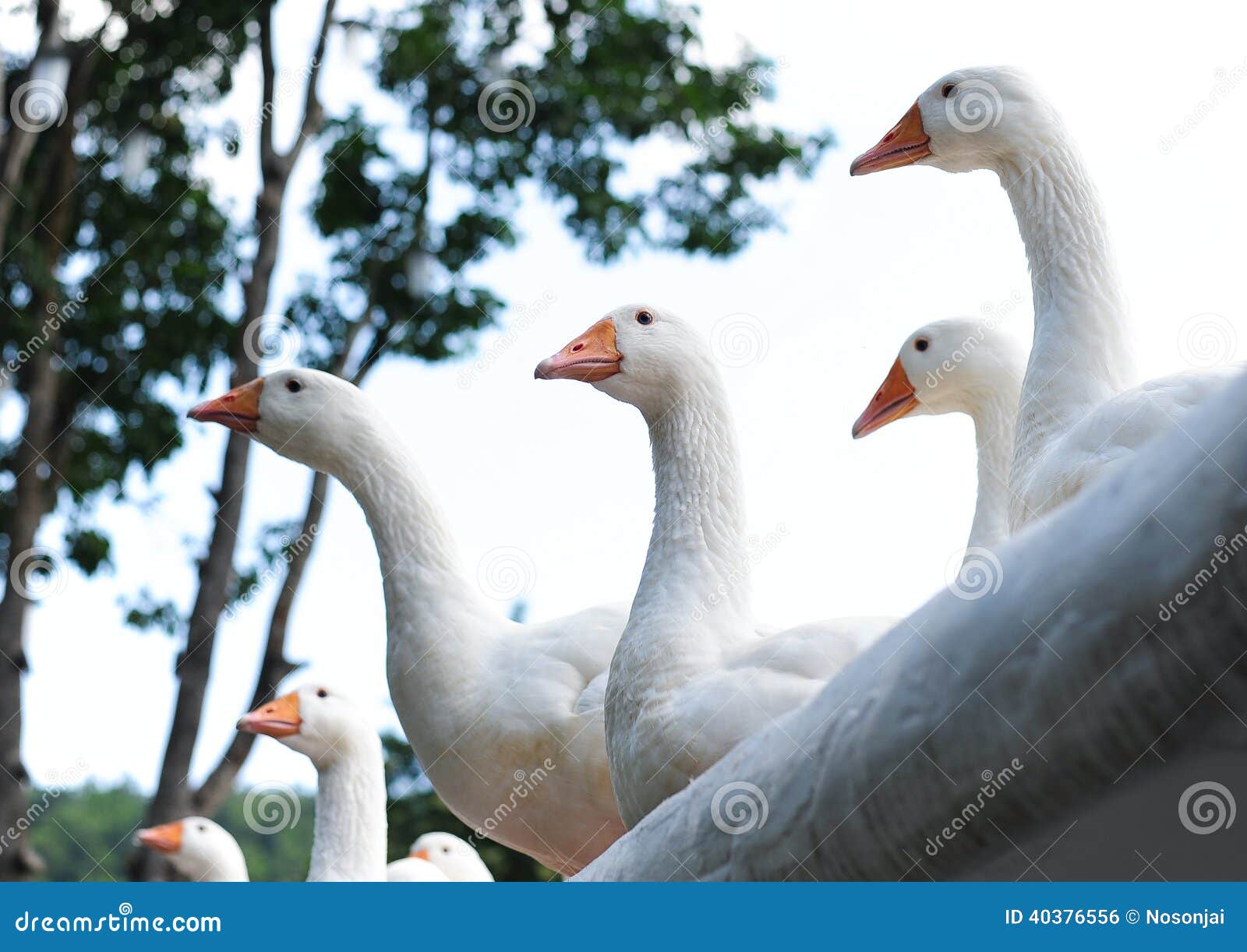 Lots of ducks stock photo. Image of bird, bill, geese - 40376556