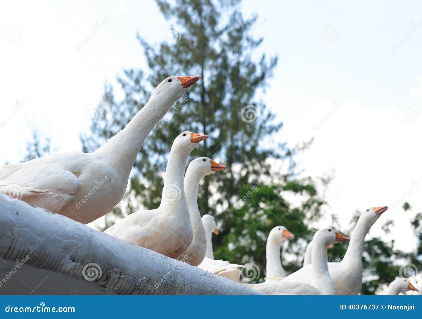Lots of ducks stock image. Image of farm, geese, cold - 40376707