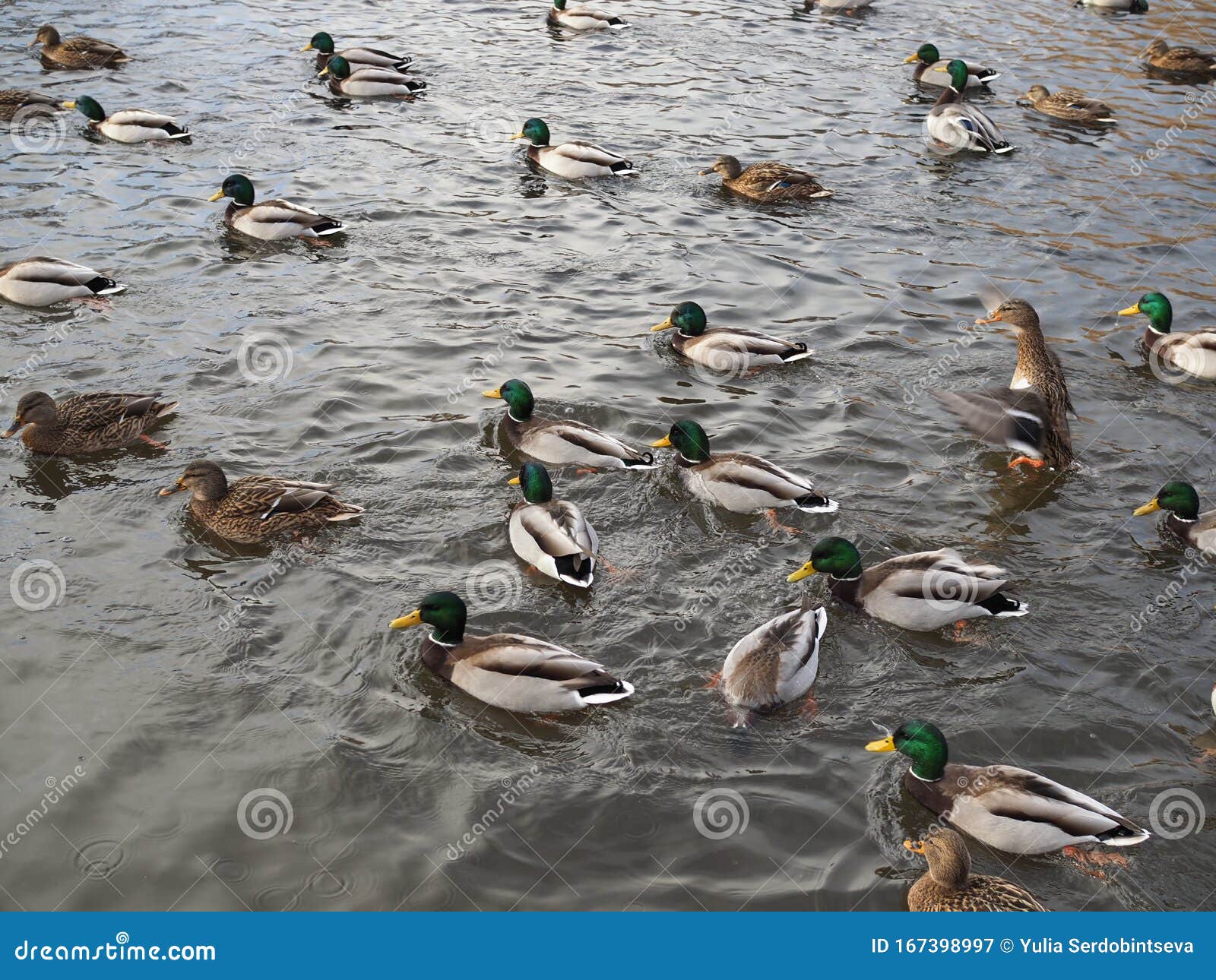 Lots of Ducks on the Water Close Up Stock Image - Image of anesthesia ...