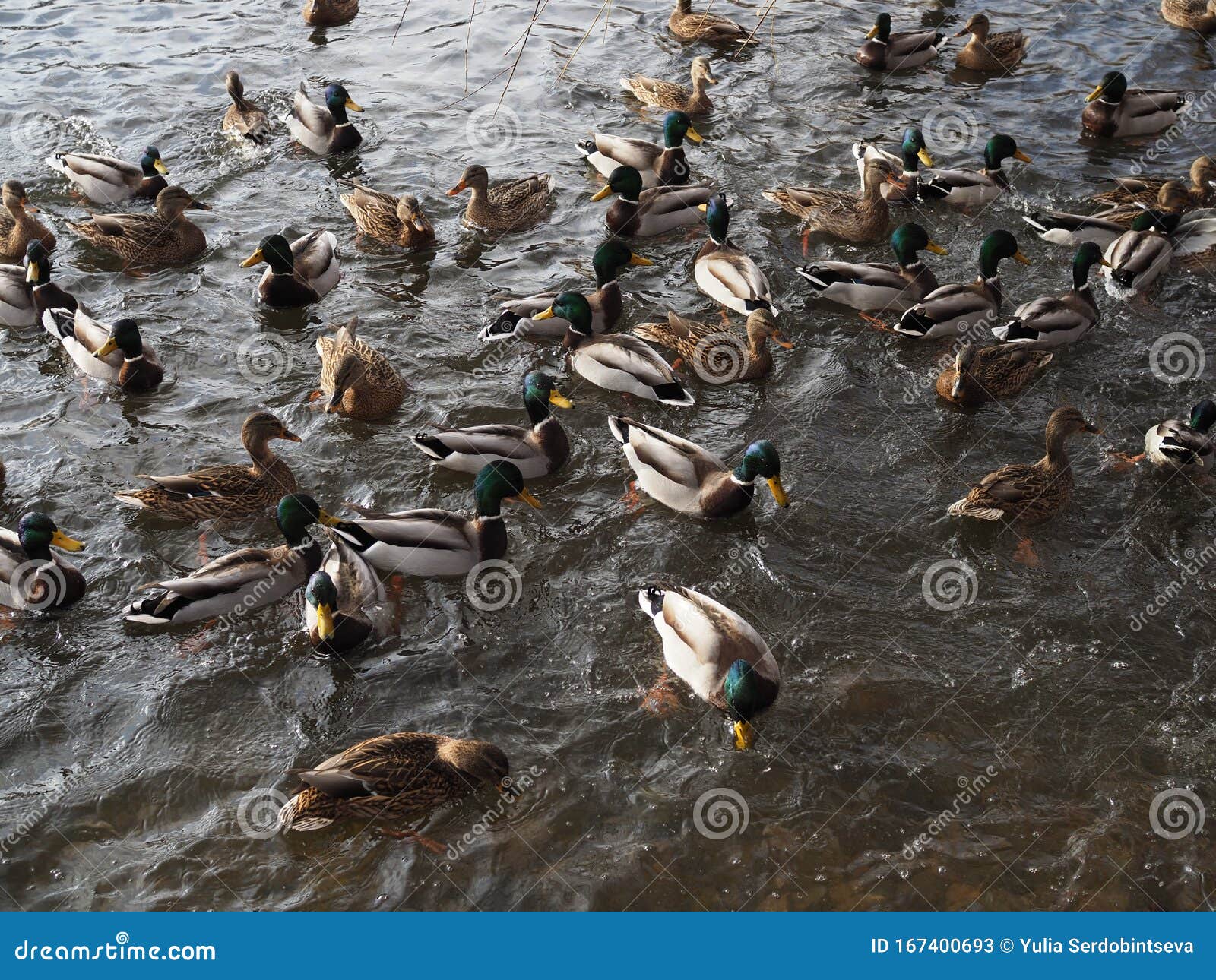 Lots of Ducks on the Water Close Up Stock Image - Image of lake, beak ...