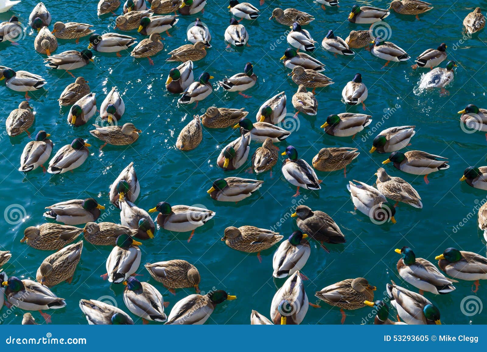 Lots of Ducks in the Water stock image. Image of overcrowding - 53293605