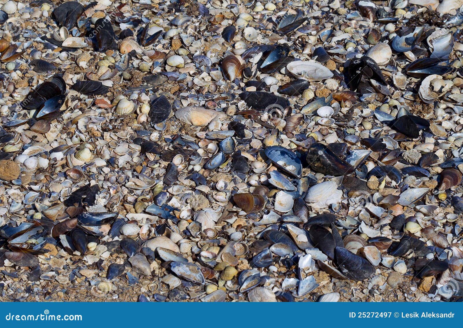 Lots of Empty Shells on Seashore Stock Image - Image of colorful ...