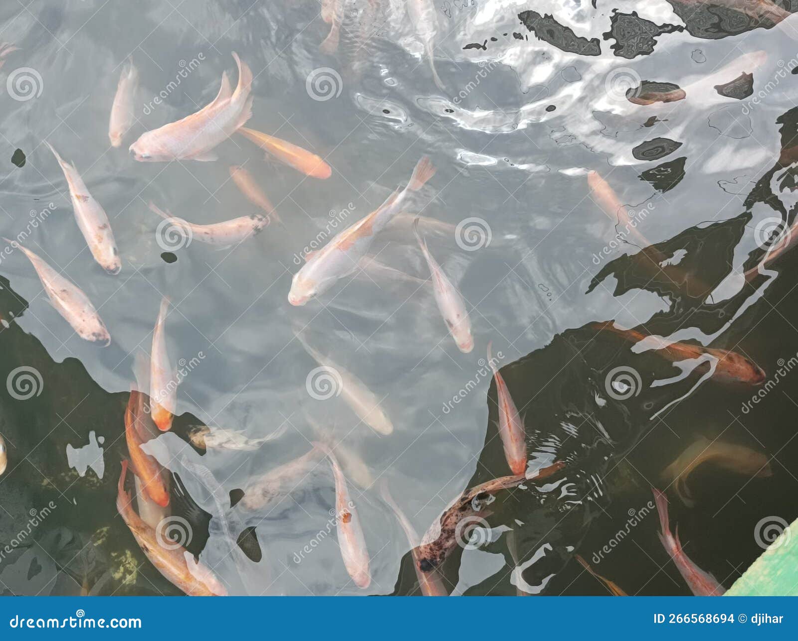 Lots of Fish, Calming Sight Stock Photo - Image of fish, lots: 266568694