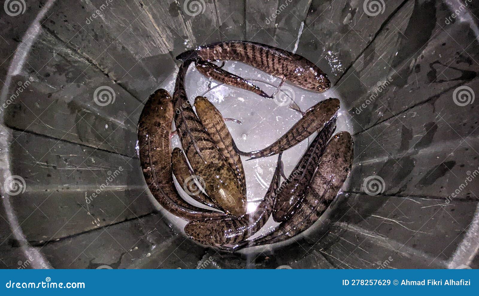 Lots of fish from fishing stock image. Image of reptile - 278257629
