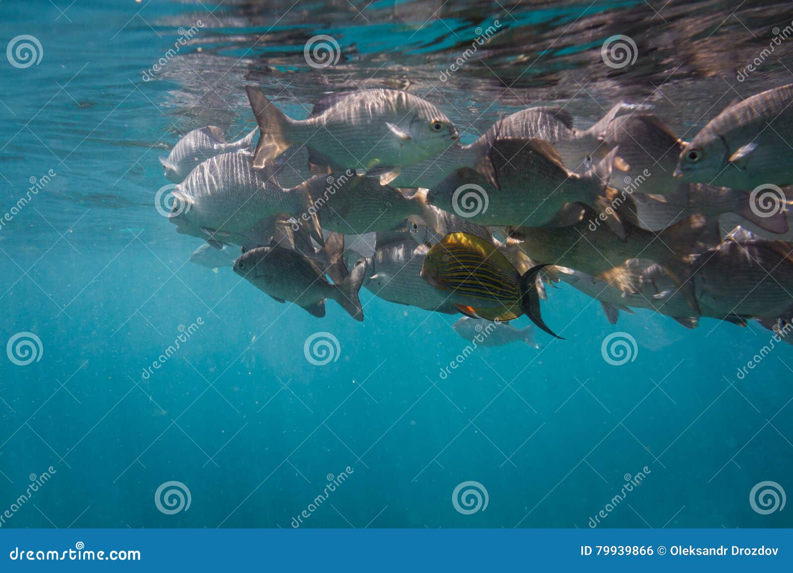 Lots of fish stock photo. Image of large, south, phuket - 79939866