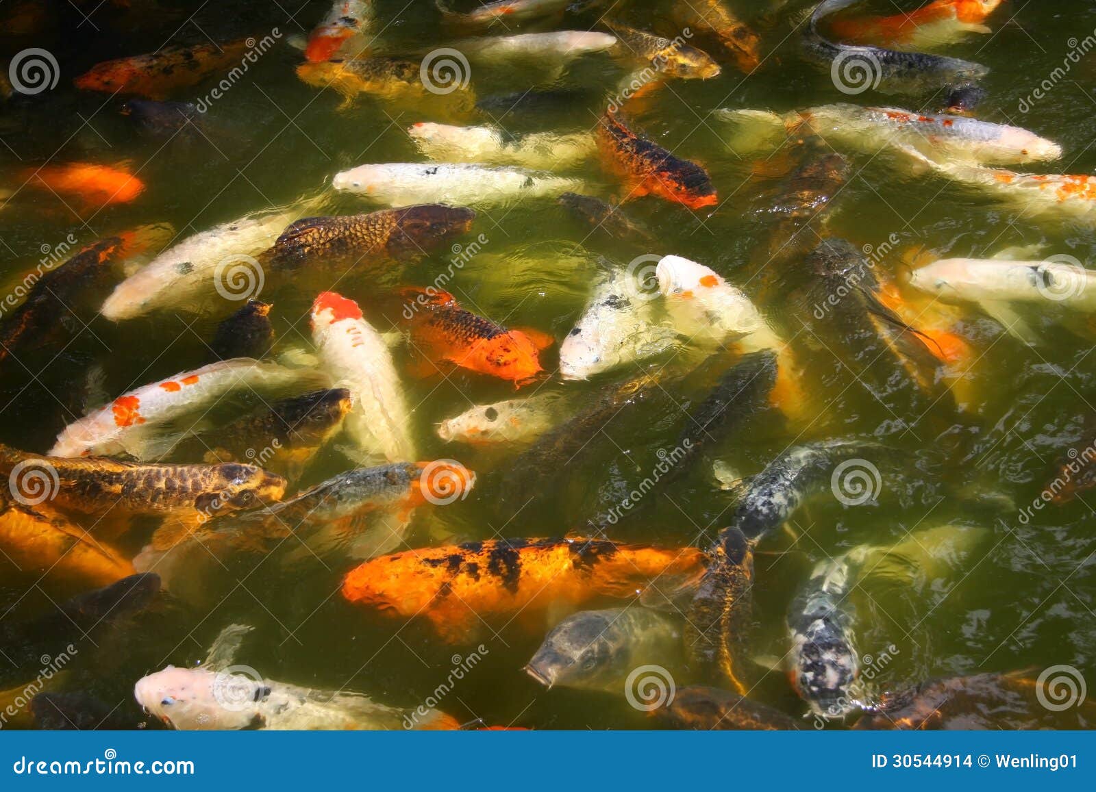 Lots of fish stock photo. Image of fresh, marine, swimming - 30544914