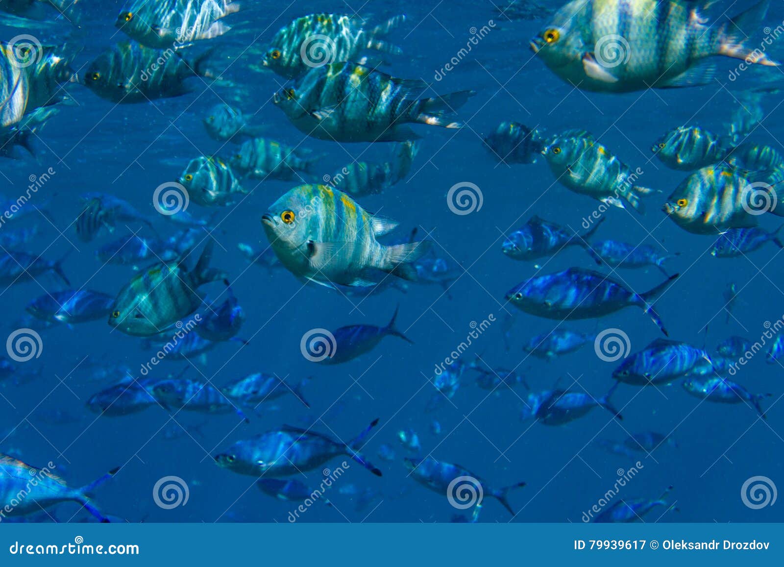 Lots of fish stock image. Image of group, saltwater, nature - 79939617