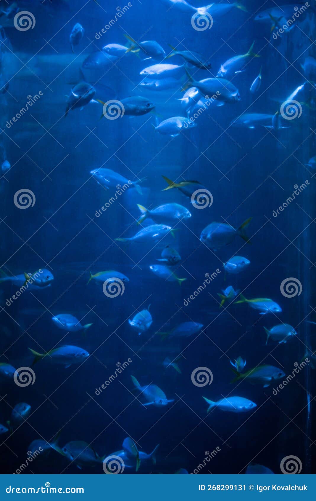 Lots of fishes stock image. Image of explore, environment - 268299131